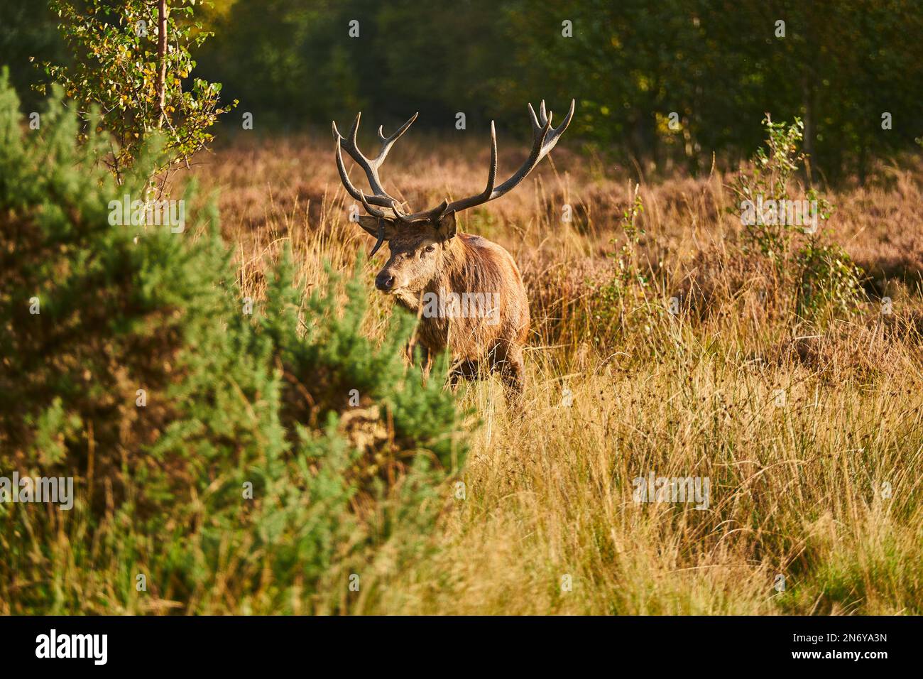 Red stag at Chasewater Staffordshire Uk Stock Photo - Alamy