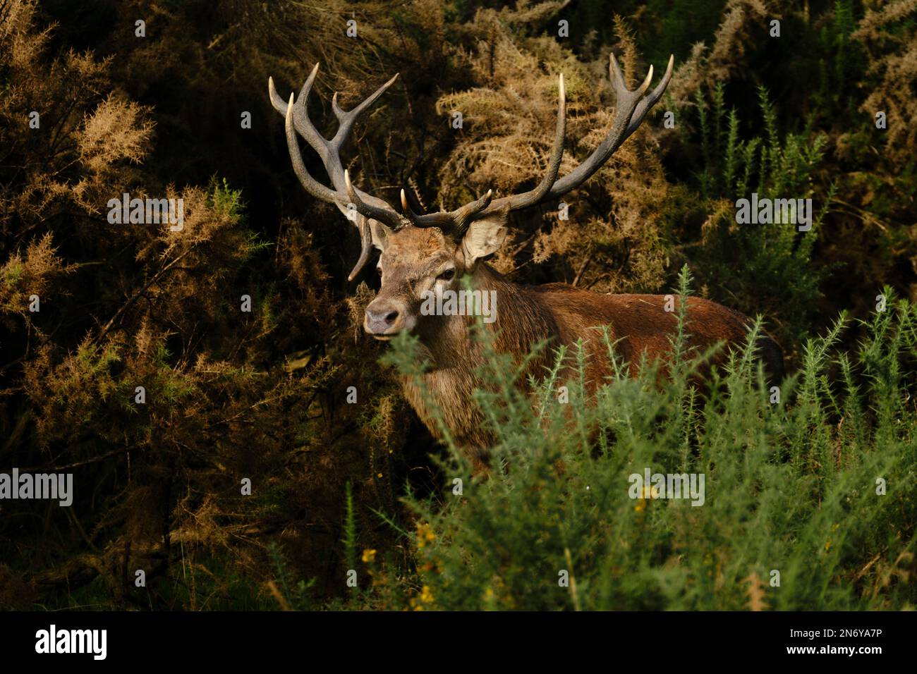 Red stag at Chasewater Staffordshire Uk Stock Photo - Alamy