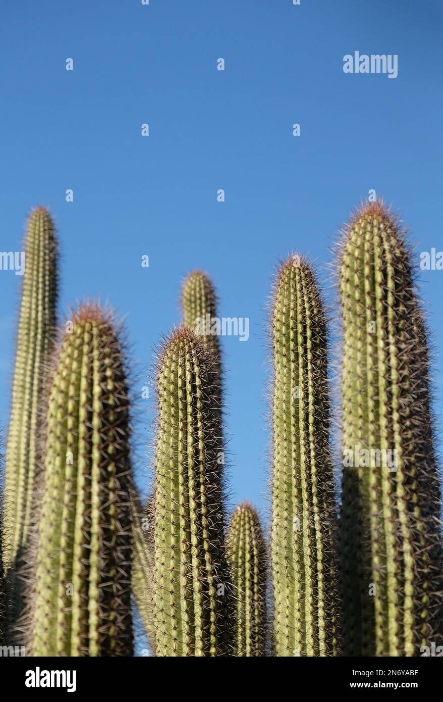 Group of cactus hi-res stock photography and images - Alamy