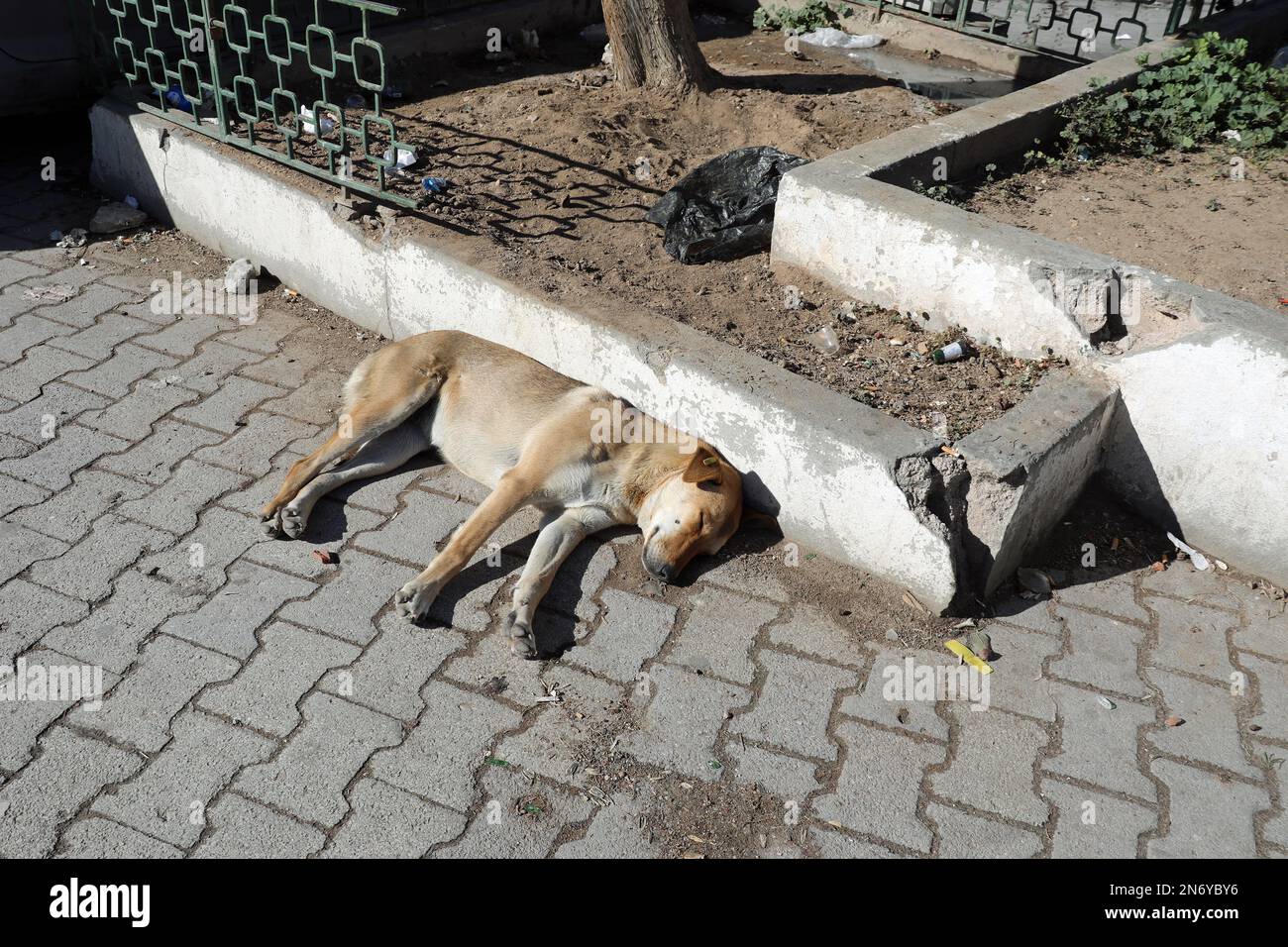 Sleeping dog in the city centre of Tunis Stock Photo - Alamy