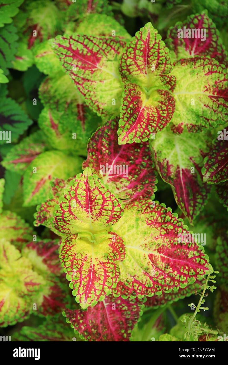 Closeup of Vivid Colored Variegated Leaves of Coleus Plant in the ...