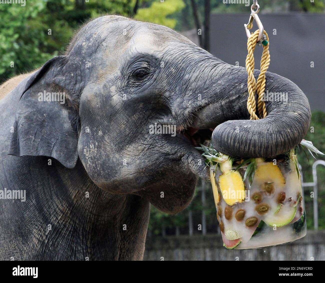 Elephant Eating Fruits