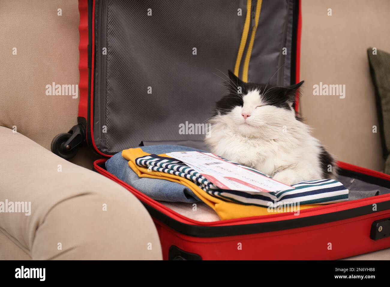 Cute cat sitting in suitcase with clothes and tickets on sofa Stock ...