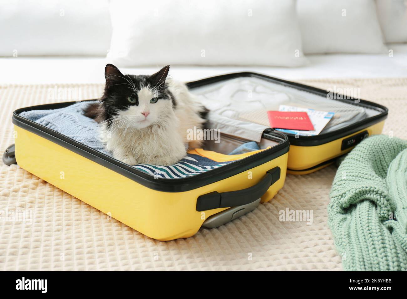 Cute cat sitting in suitcase with clothes and tickets on bed Stock ...