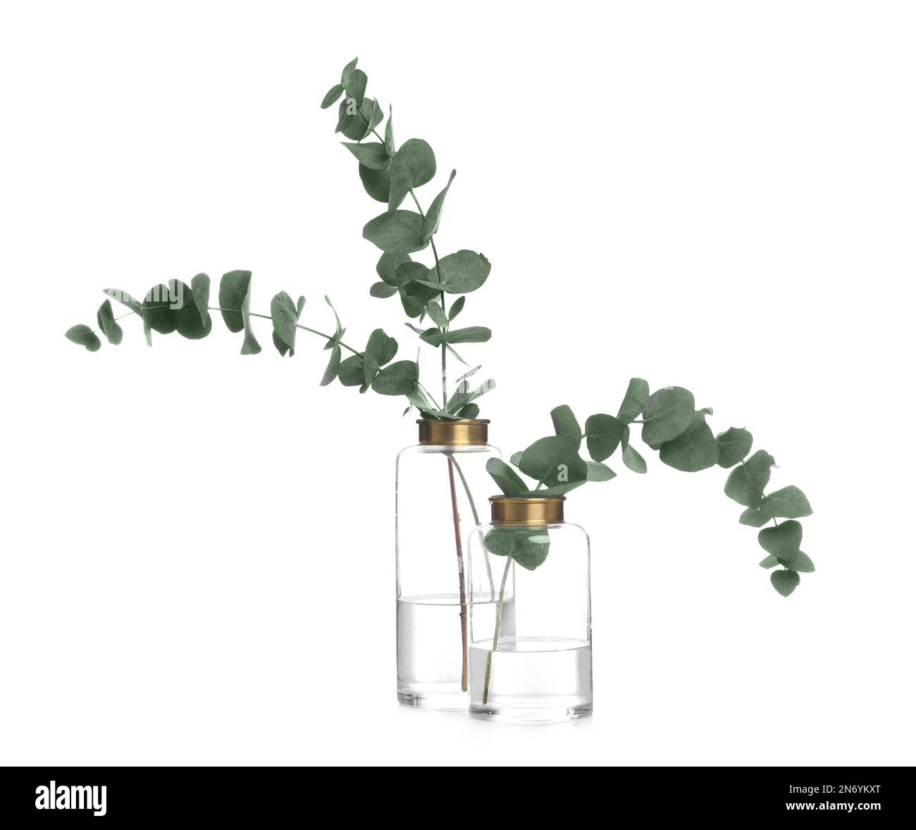 Beautiful eucalyptus branches water hi-res stock photography and images ...
