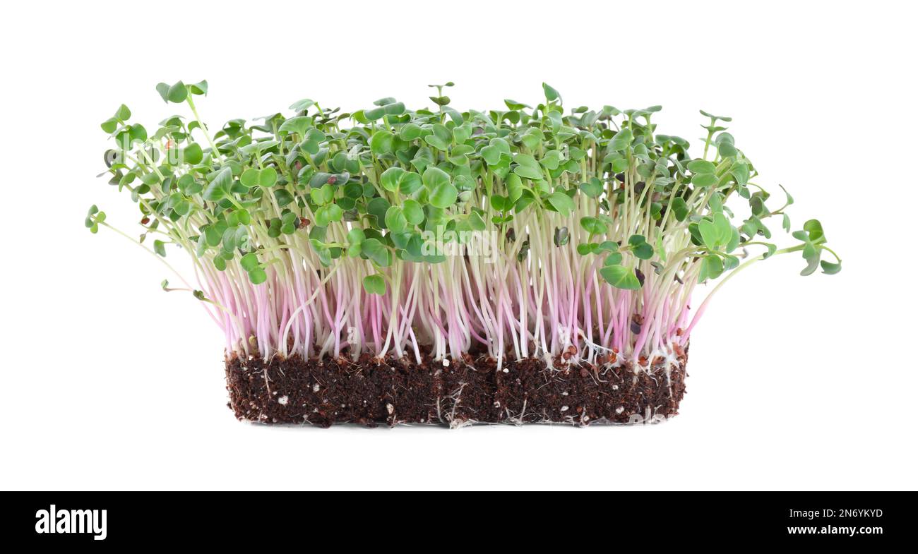 Fresh organic microgreens seeds on white background Stock Photo - Alamy