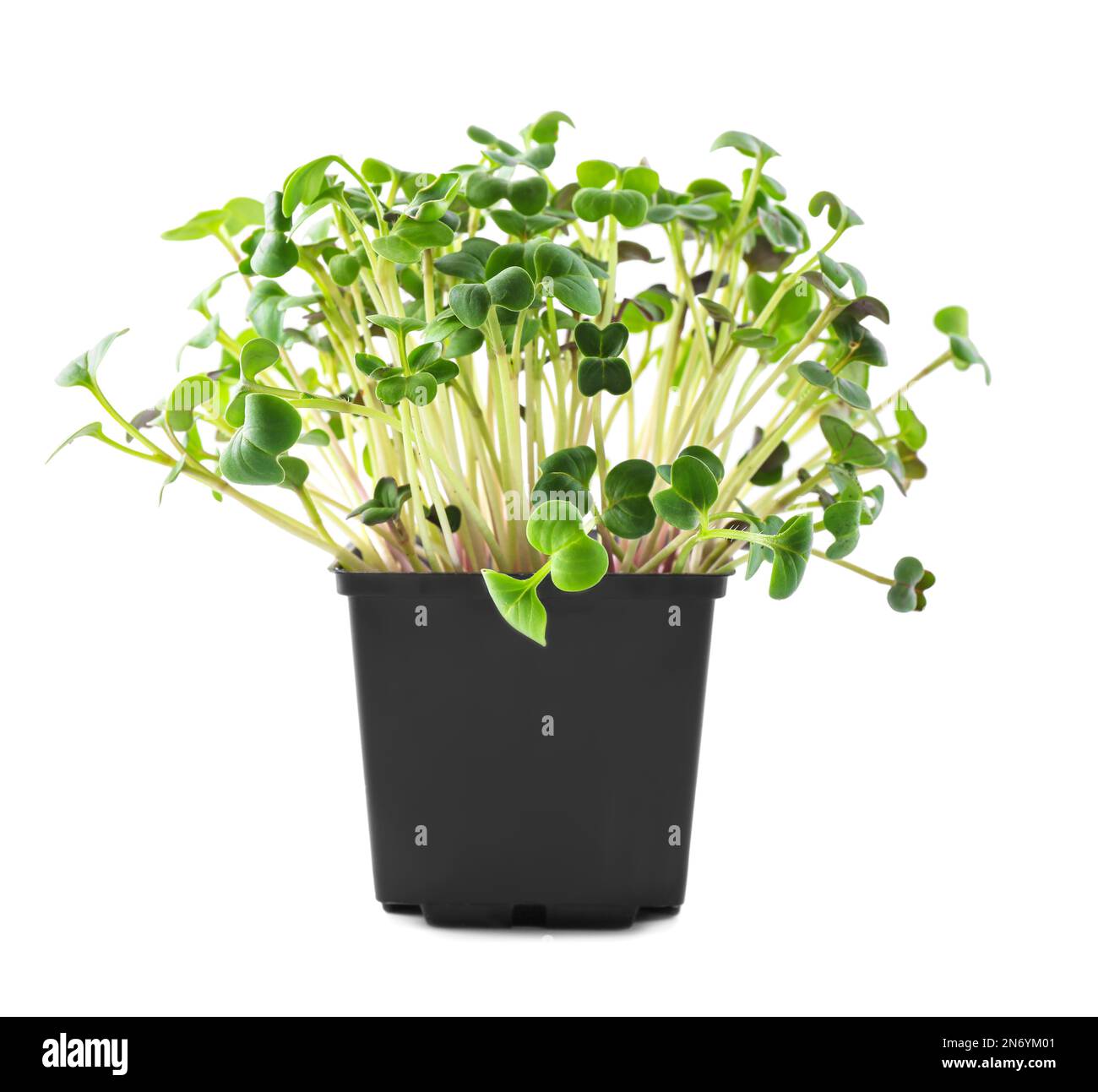 Fresh organic microgreens in pot on white background Stock Photo - Alamy