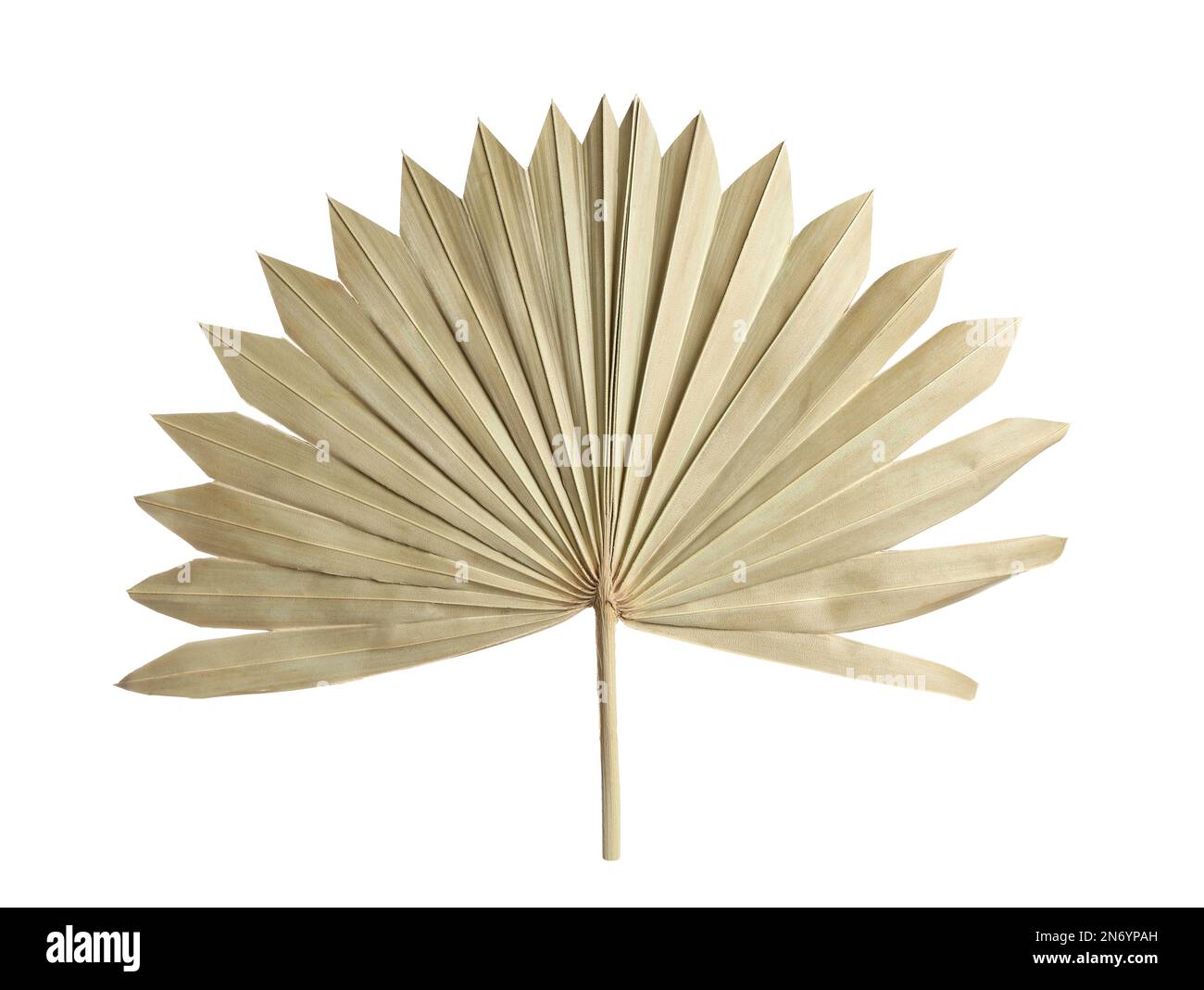 Fan palm on white Cut Out Stock Images & Pictures - Alamy