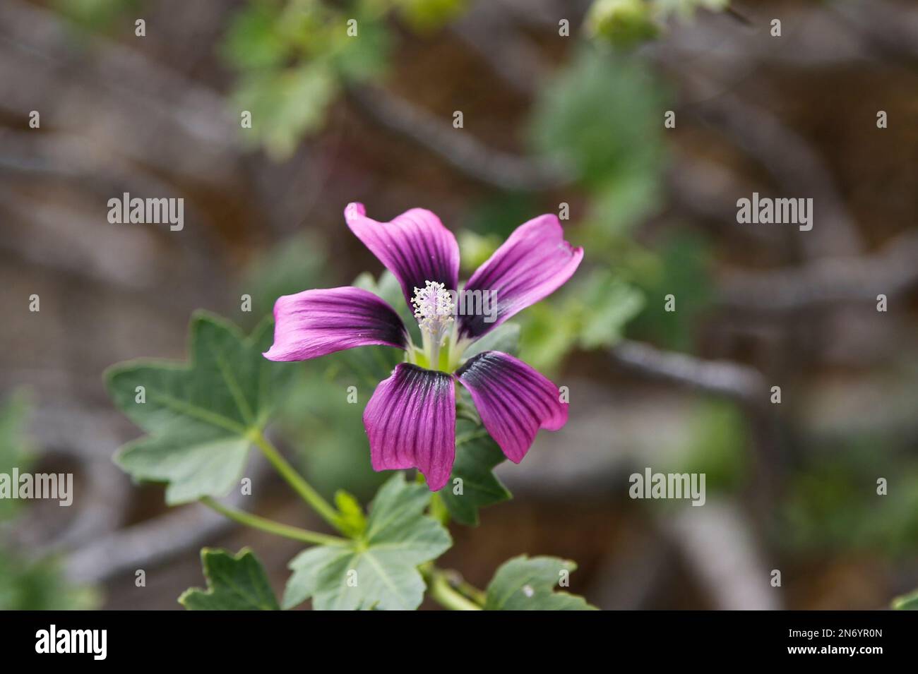 The Channel Island tree mallow, (Malva rosa), endemic to the Channel ...