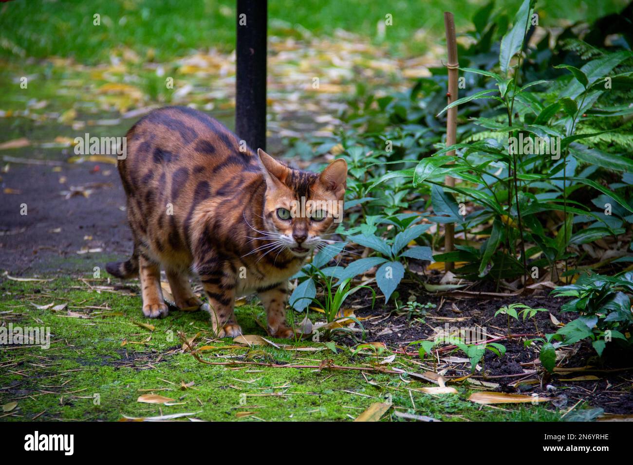 Orange bengal cat in garden setting out walking Stock Photo - Alamy
