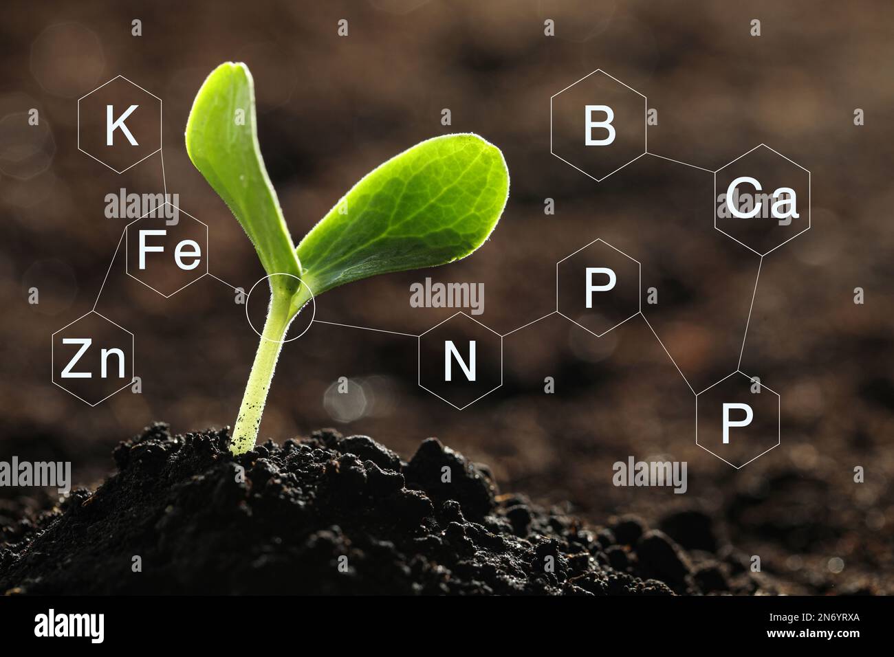 Mineral fertilizer. Young seedling growing in soil, closeup Stock Photo ...