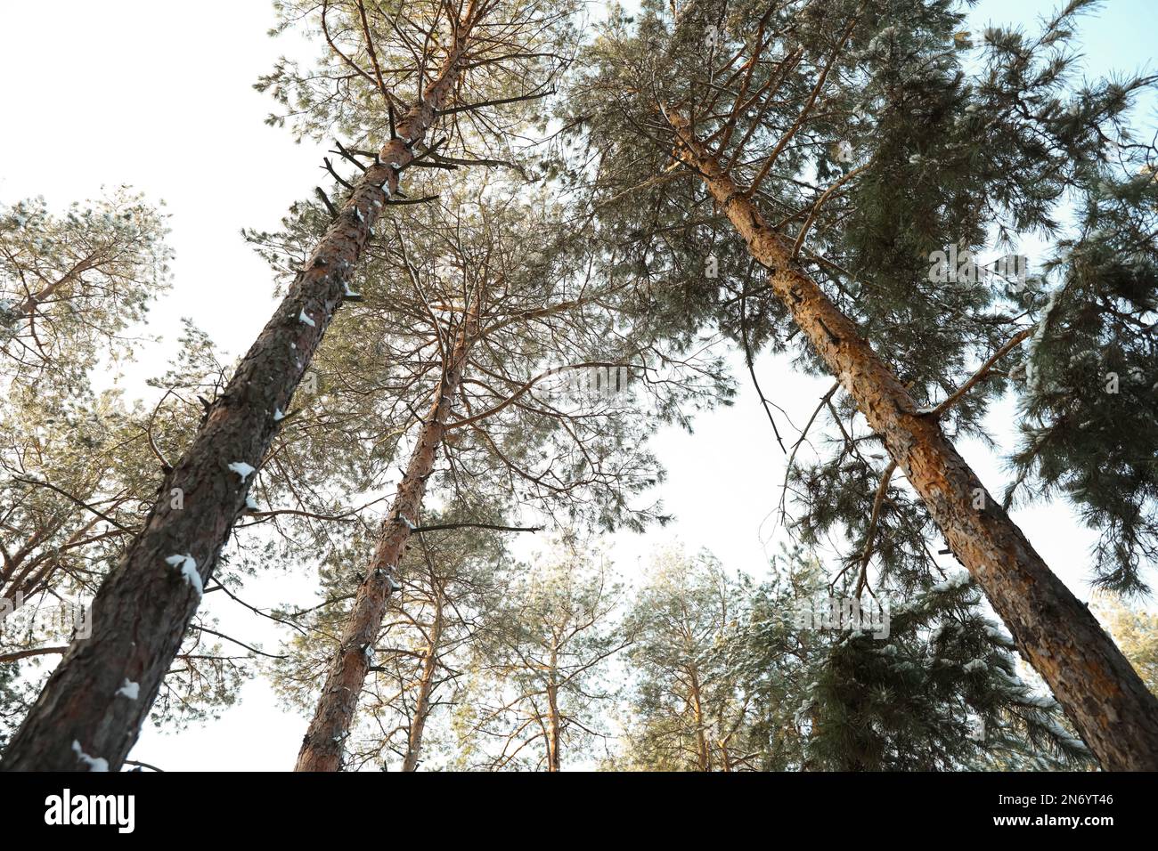 Sky through the tree hi-res stock photography and images - Alamy