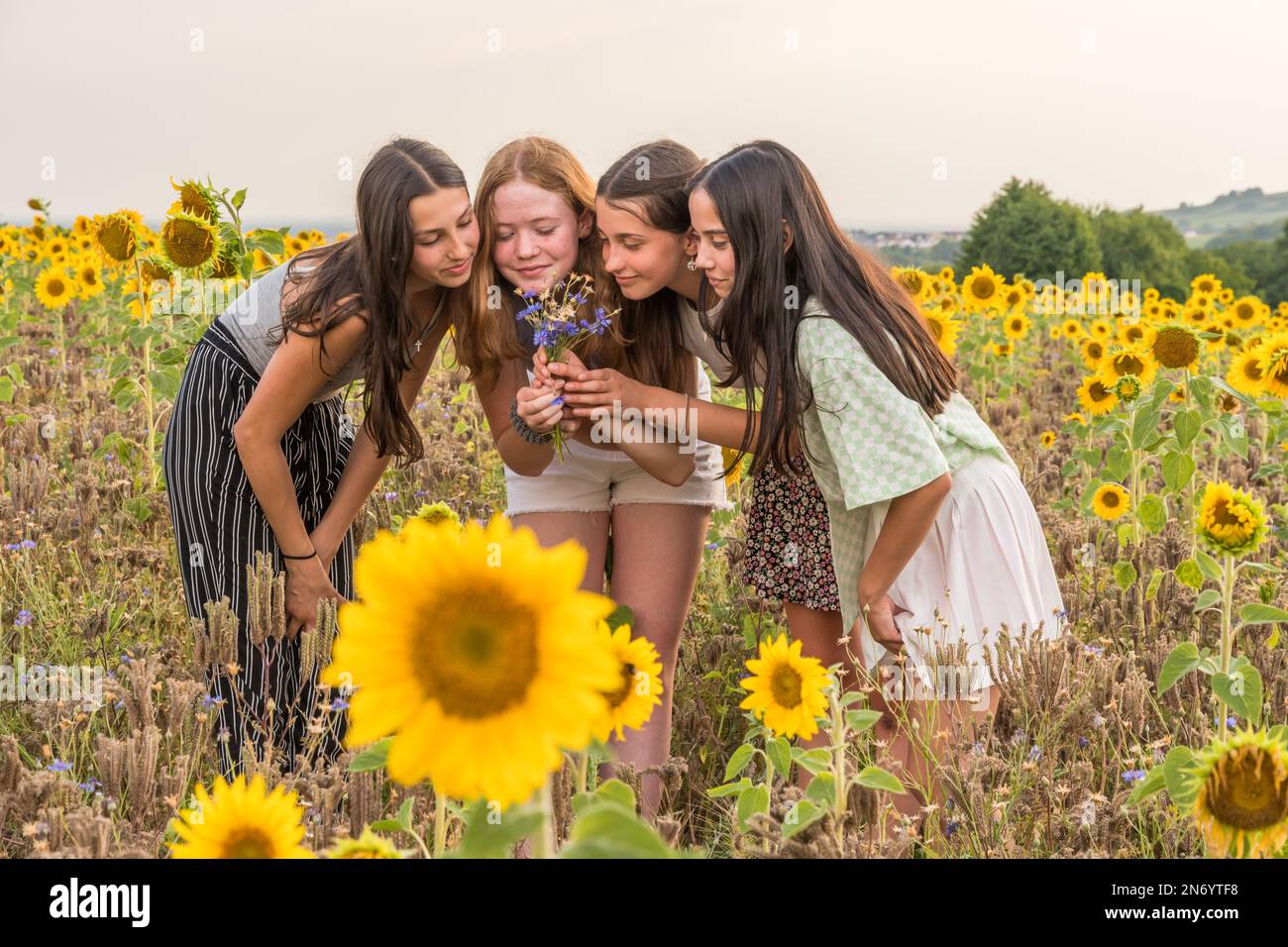 Four teenage girls stand in a field of sunflowers and smell a bouquet ...