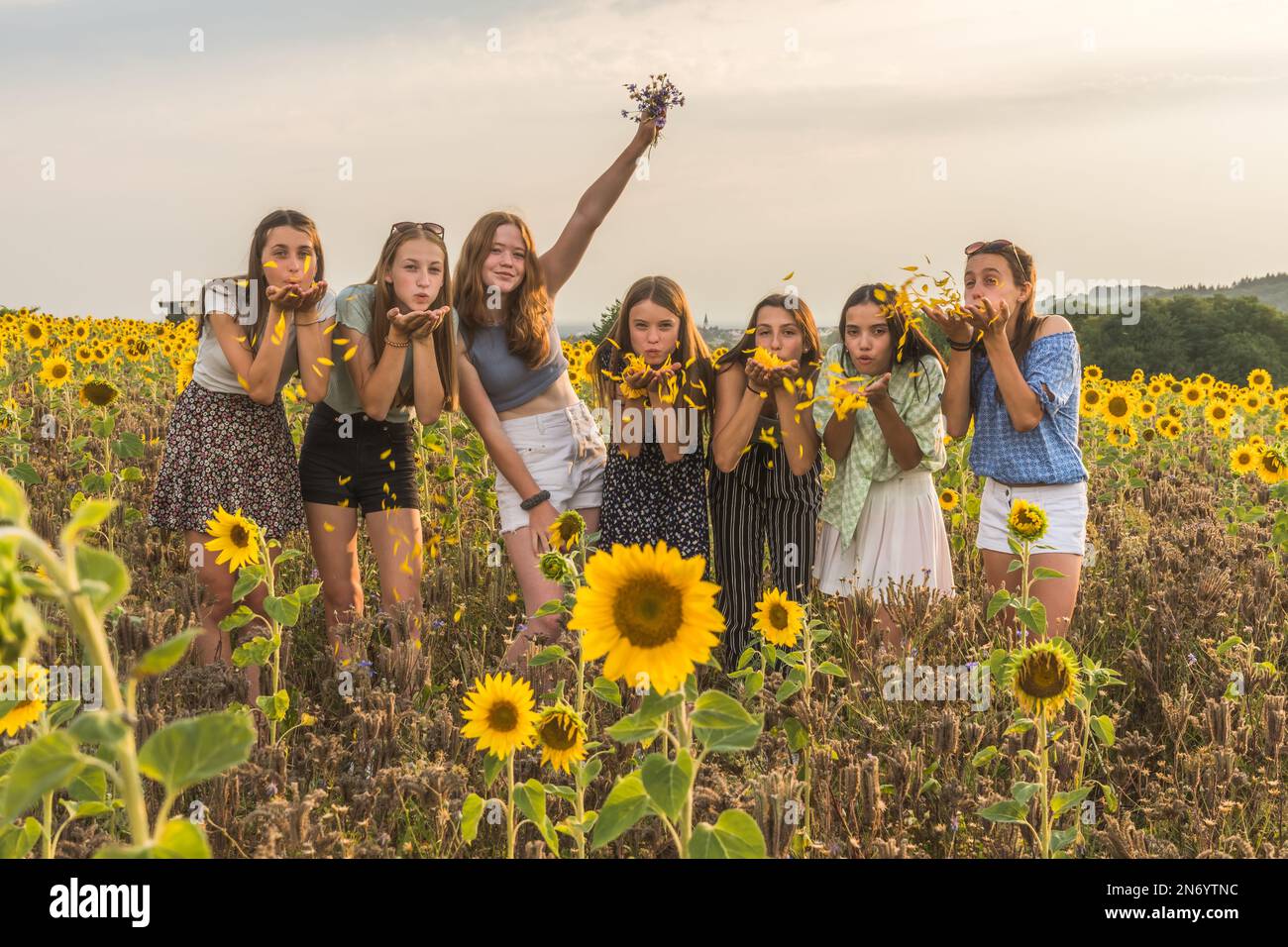 Teenage girls having fun in a sunflower field on a late summer ...