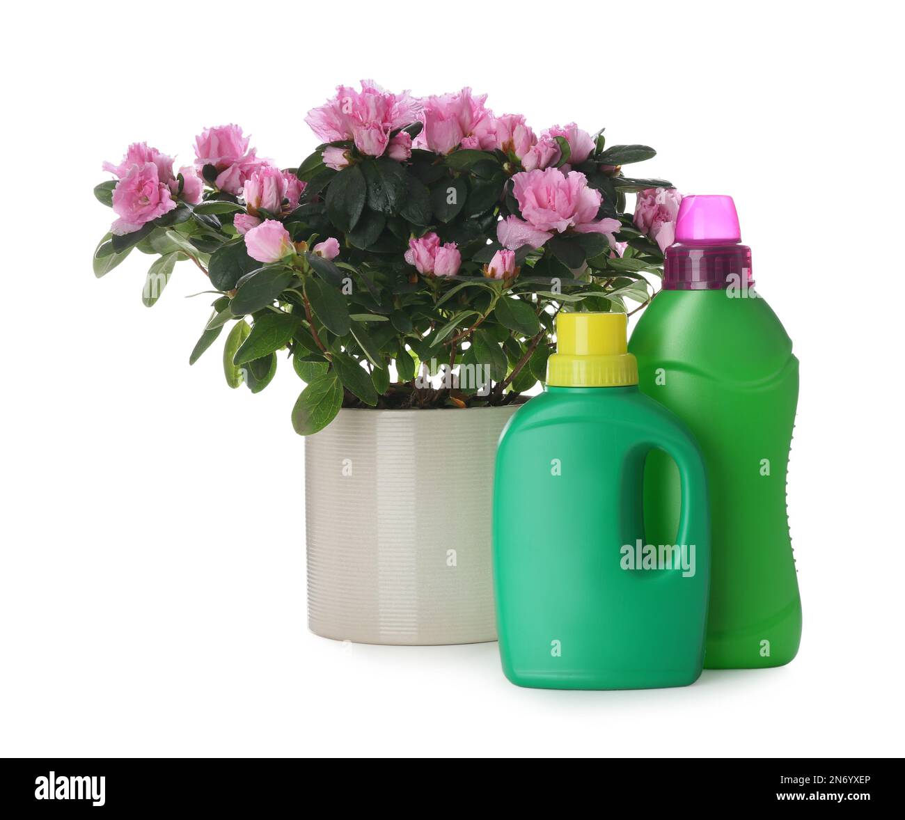 Azalea in pot and different houseplant fertilizers on white background ...