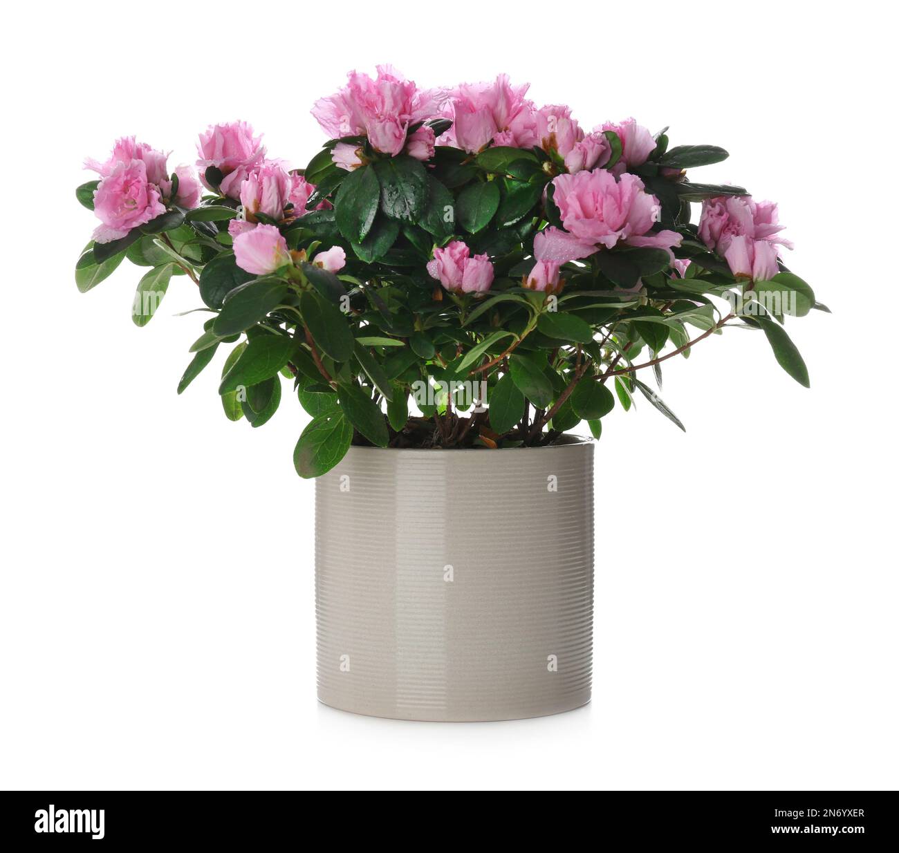 Azalea pot Cut Out Stock Images & Pictures - Alamy