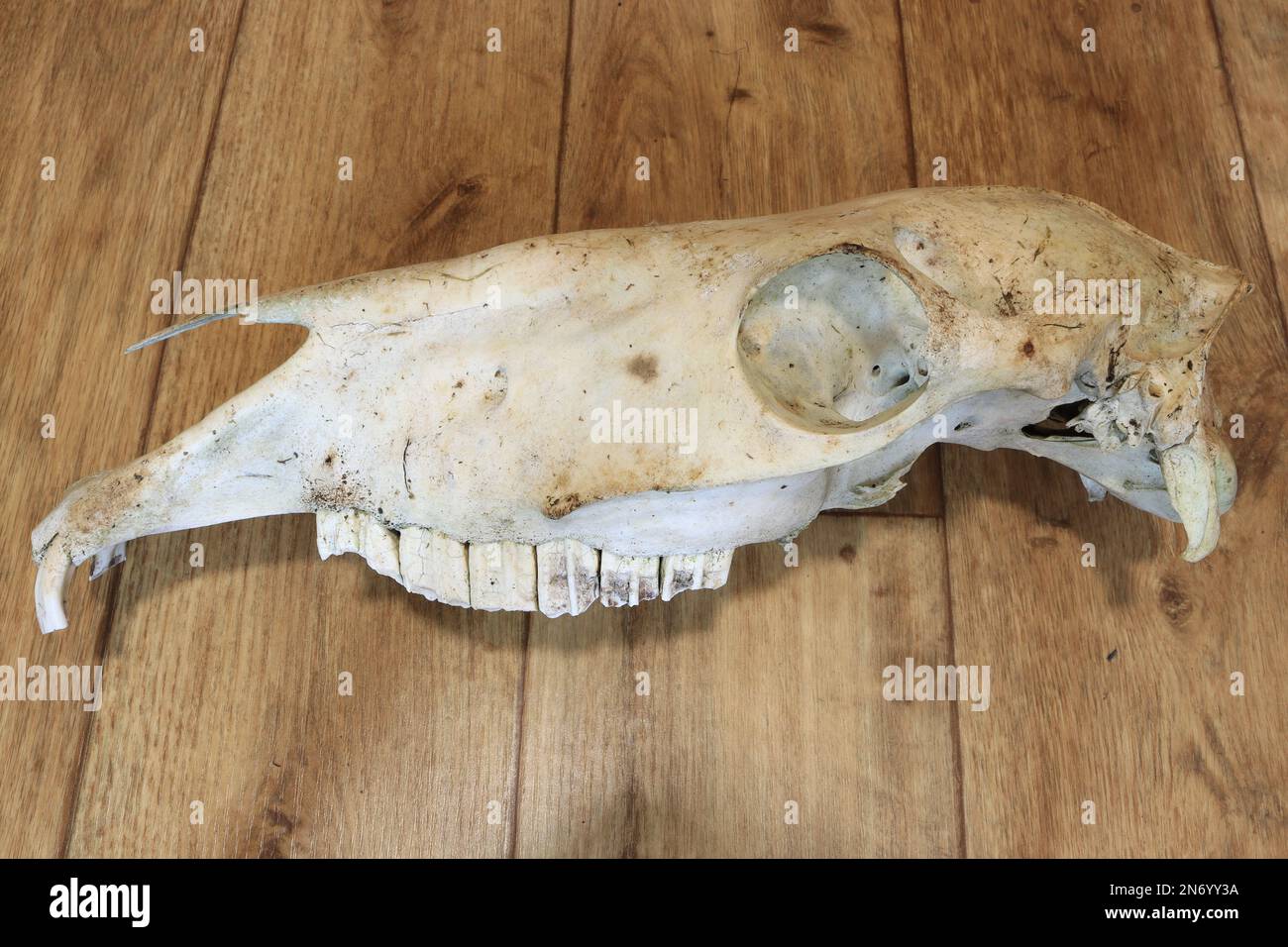 Horse/pony skull, animal bones taxidermy Stock Photo - Alamy