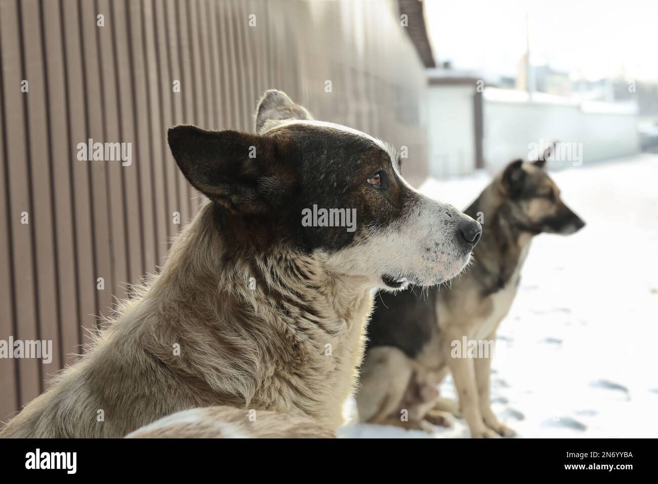 Homeless dogs on city street. Abandoned animals Stock Photo - Alamy