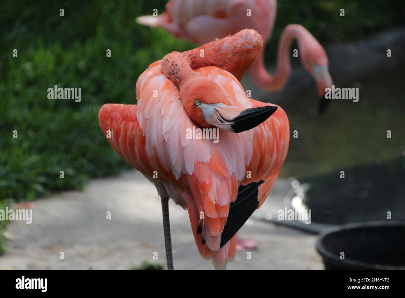 Head upside down hi-res stock photography and images - Alamy