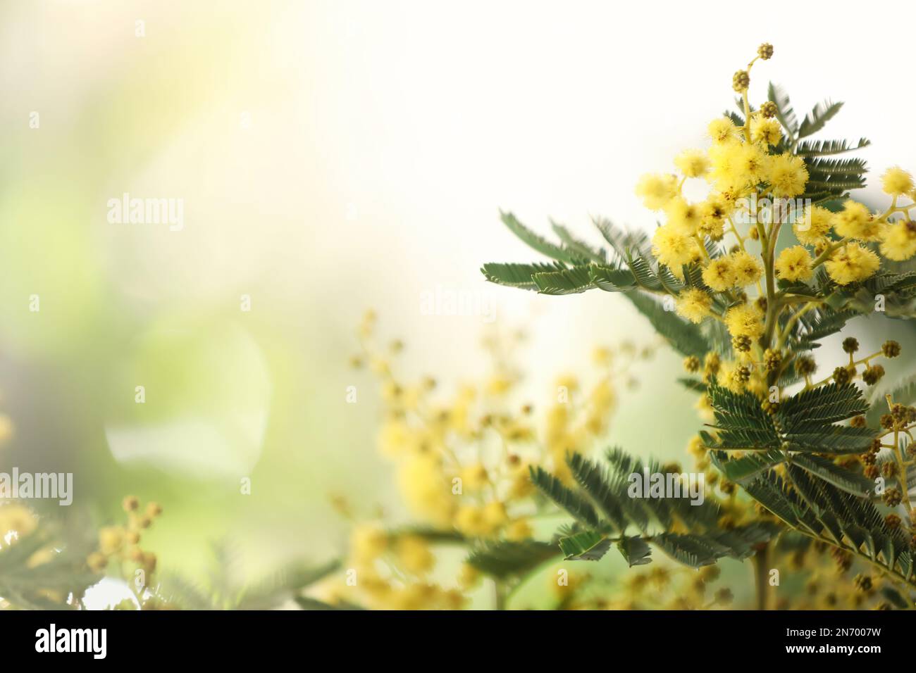 Beautiful mimosa plant on blurred background, closeup. Space for text ...