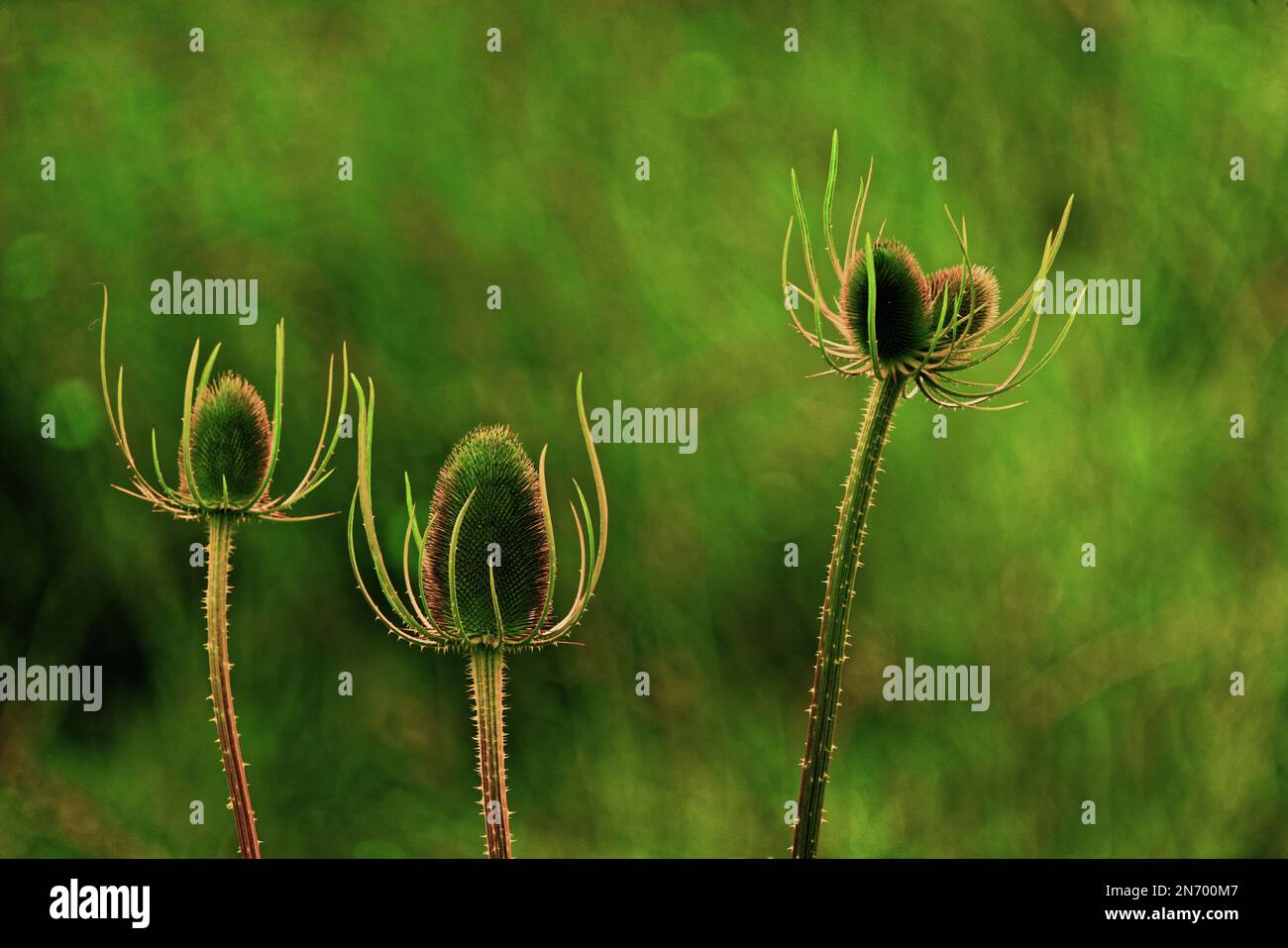 Abstract image of Teasels (Dipsacus Stock Photo - Alamy