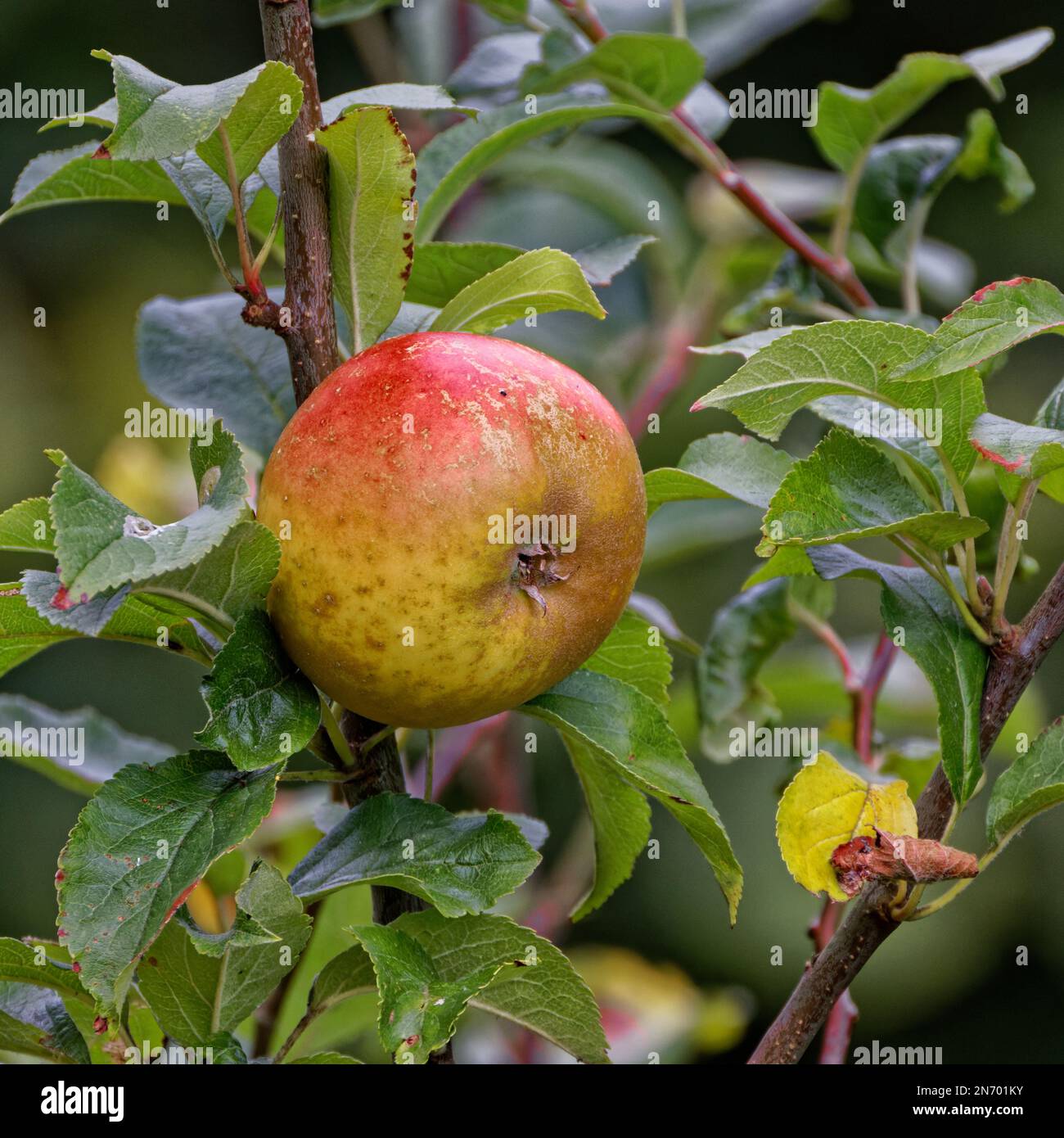 Single apple fruit hanging on bush (Malus domestica Stock Photo - Alamy