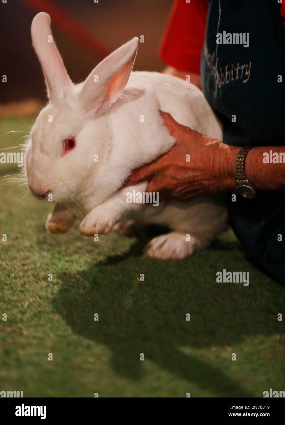 Elizabeth Hemphill judges a rabbit during the Rabbit Show at the ...
