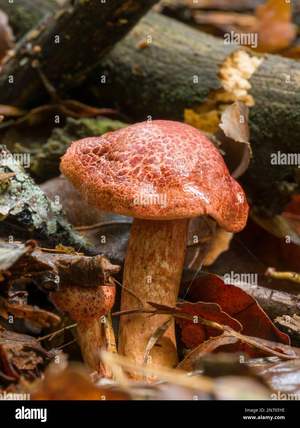 Bolaris hi-res stock photography and images - Alamy