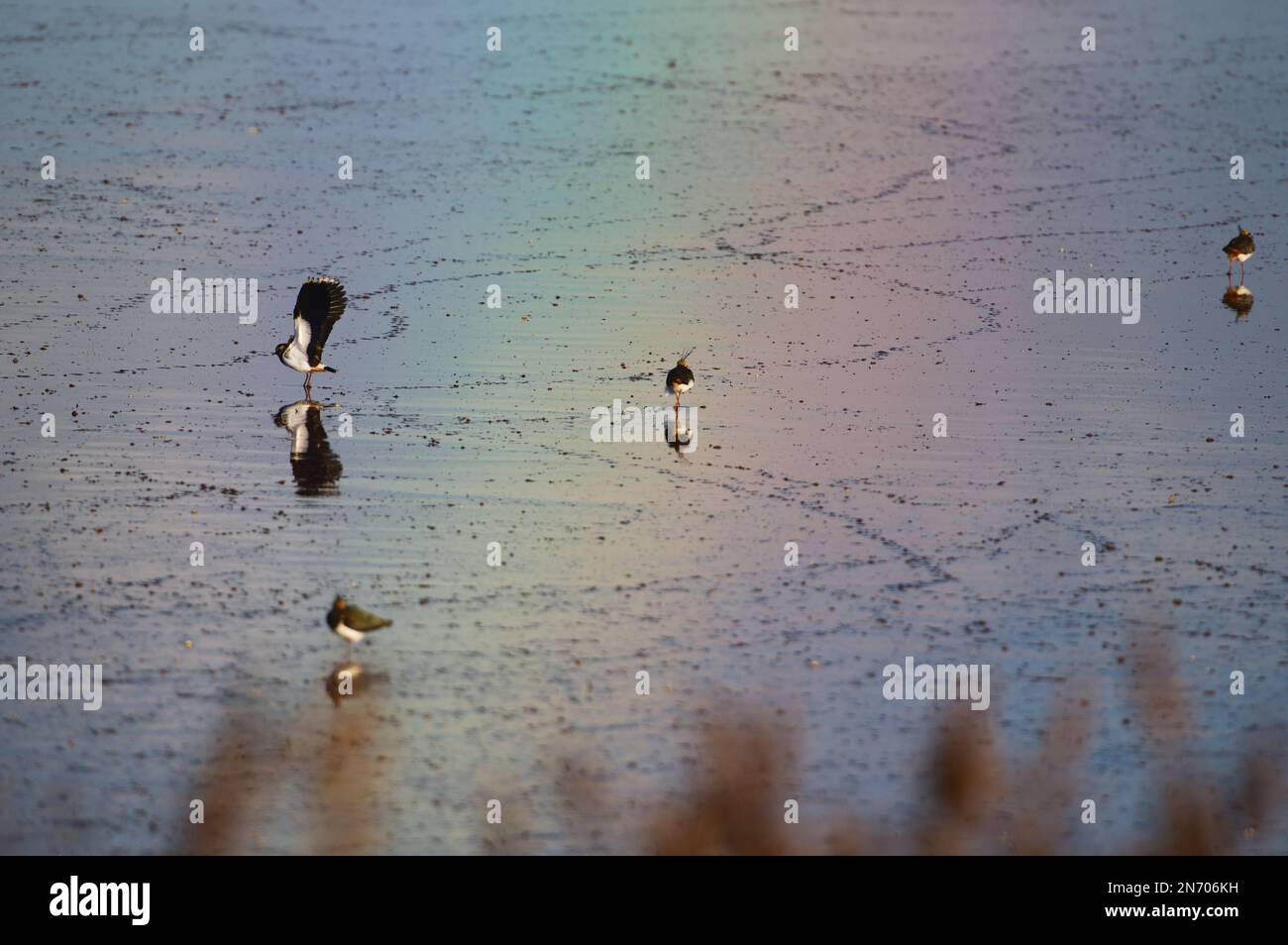 A beautiful shot of some birds in a lake during the day Stock Photo - Alamy