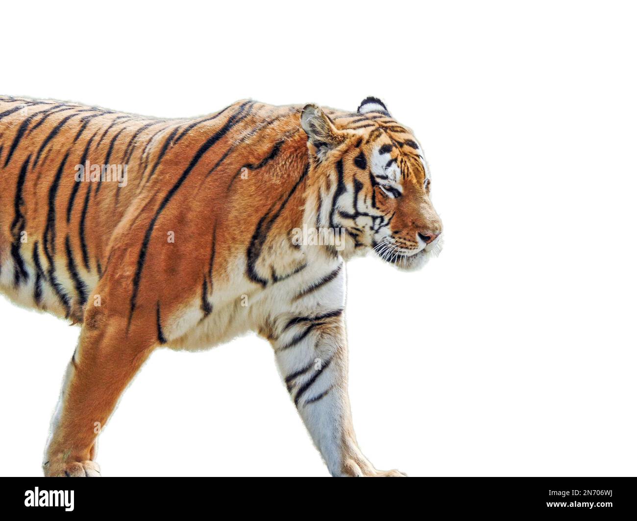 Siberian tiger isolated on white background Stock Photo - Alamy