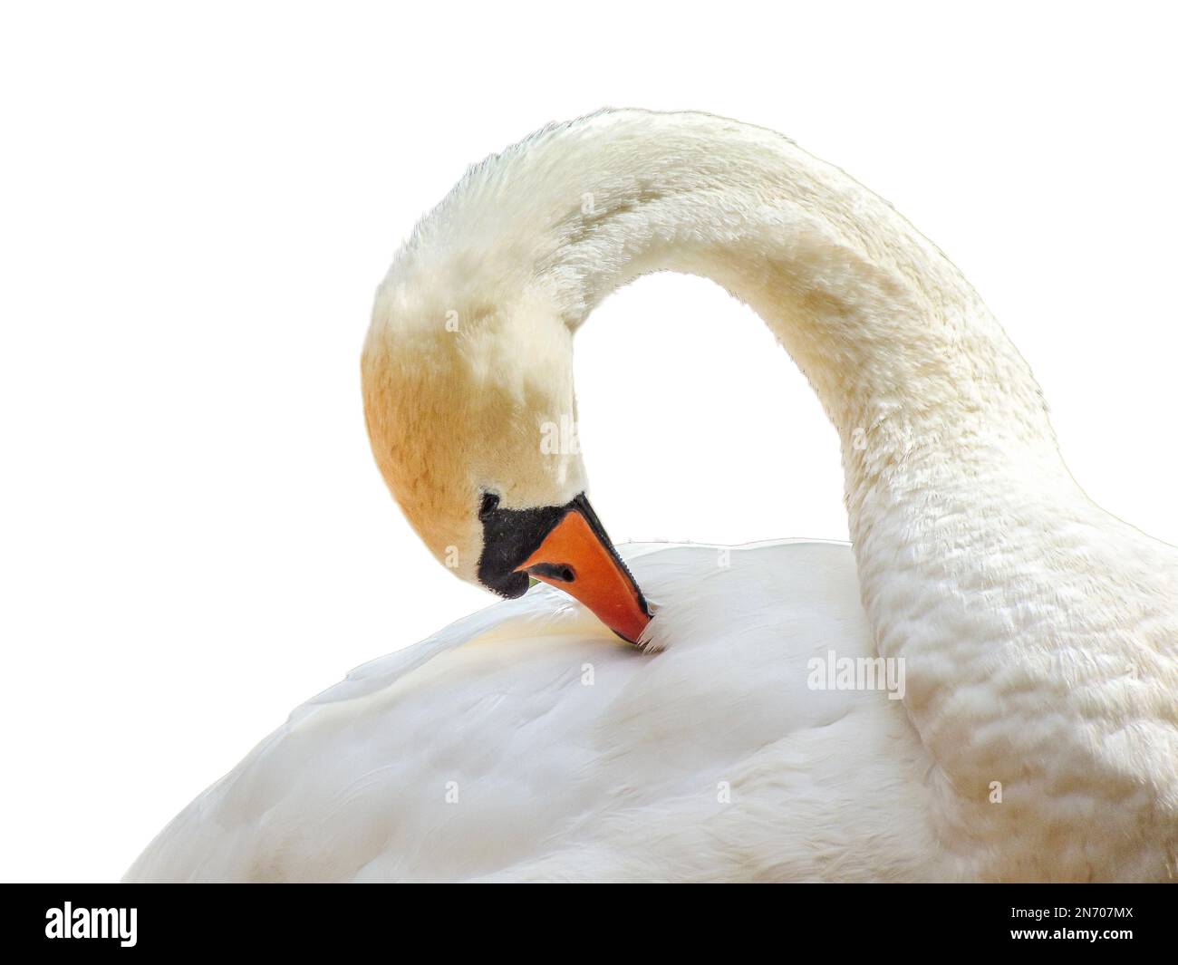 Swan isolated on white background Stock Photo - Alamy