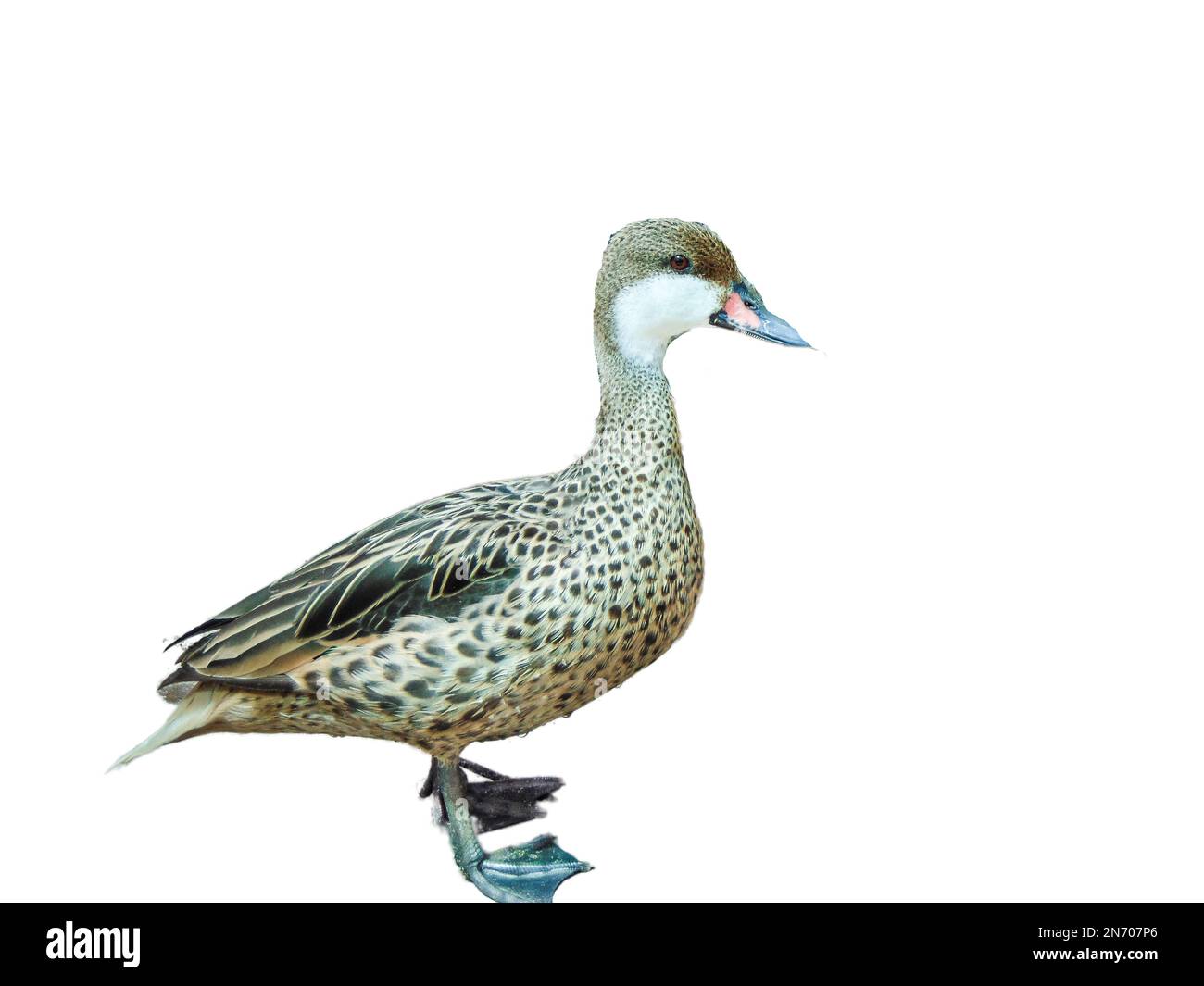 duck isolated on white background Stock Photo - Alamy