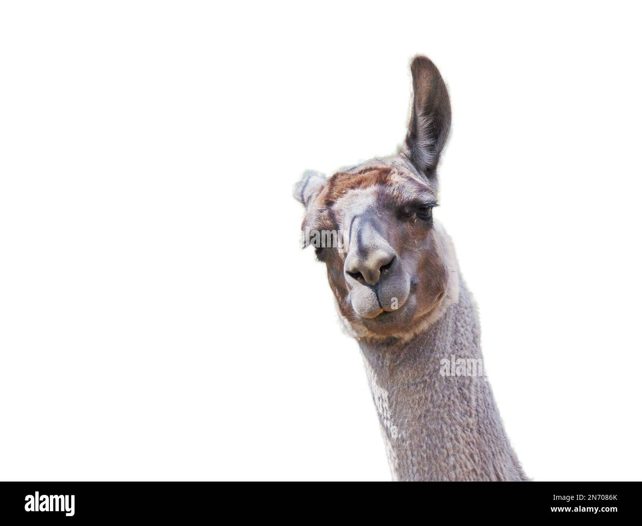 Lama isolated on white background Stock Photo - Alamy