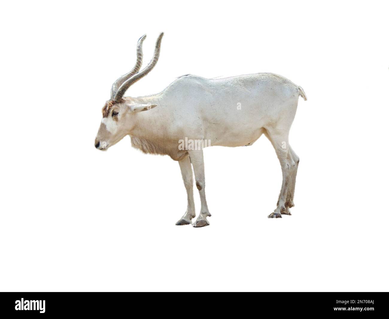 Addax antelope (Addax nasomaculatus) isolated on white background Stock ...