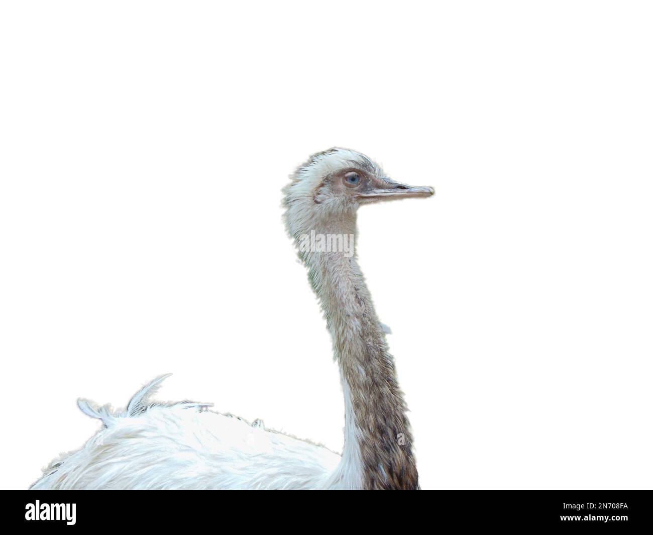 White nandu isolated on white background Stock Photo - Alamy
