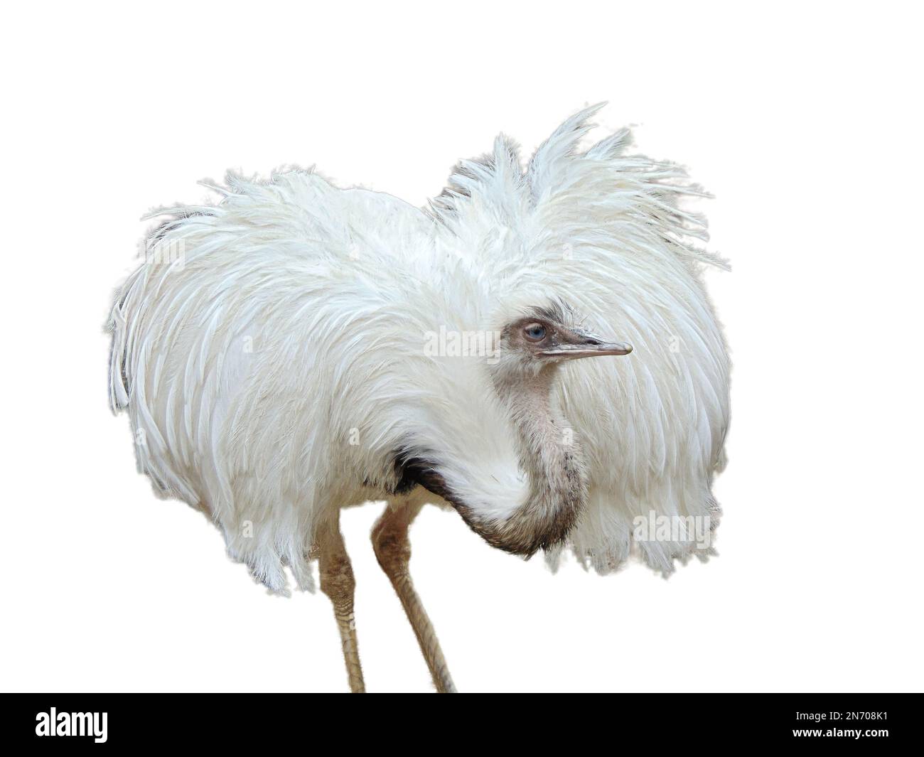 White nandu isolated on white background Stock Photo - Alamy