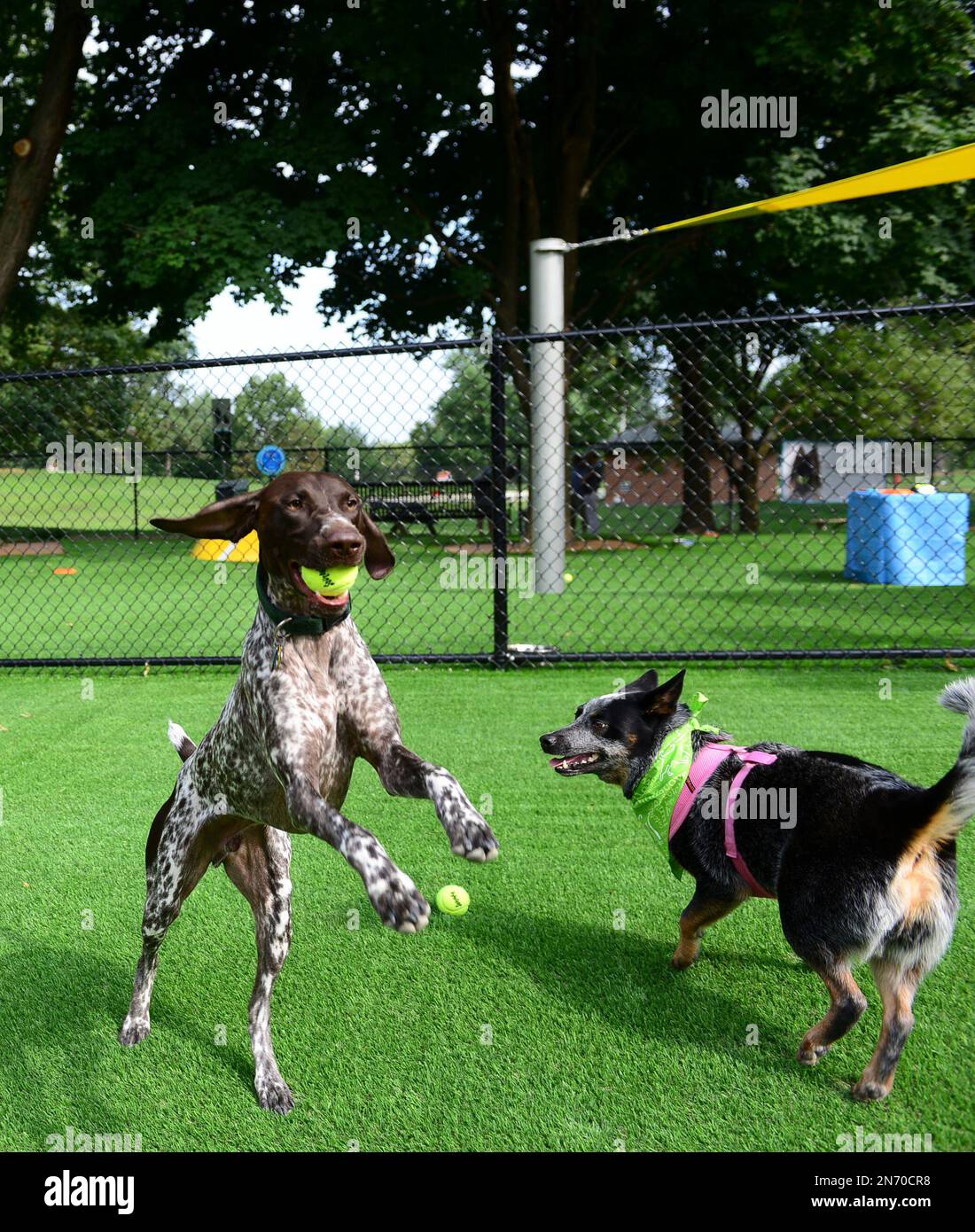 Beau, a German Shorthaired Pointer, showed off his playful side at the ...