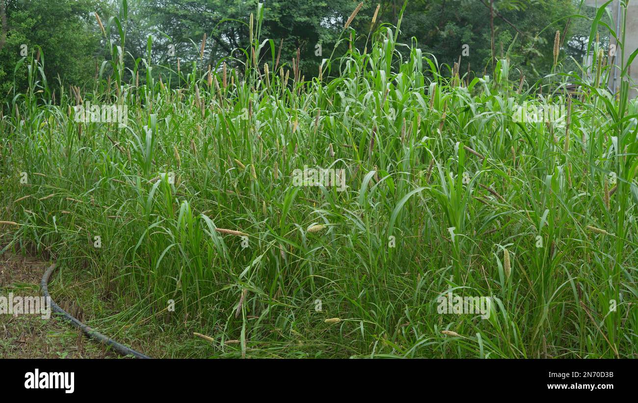 Ear of green millet or sorghum crop in agricultural field Stock Photo ...