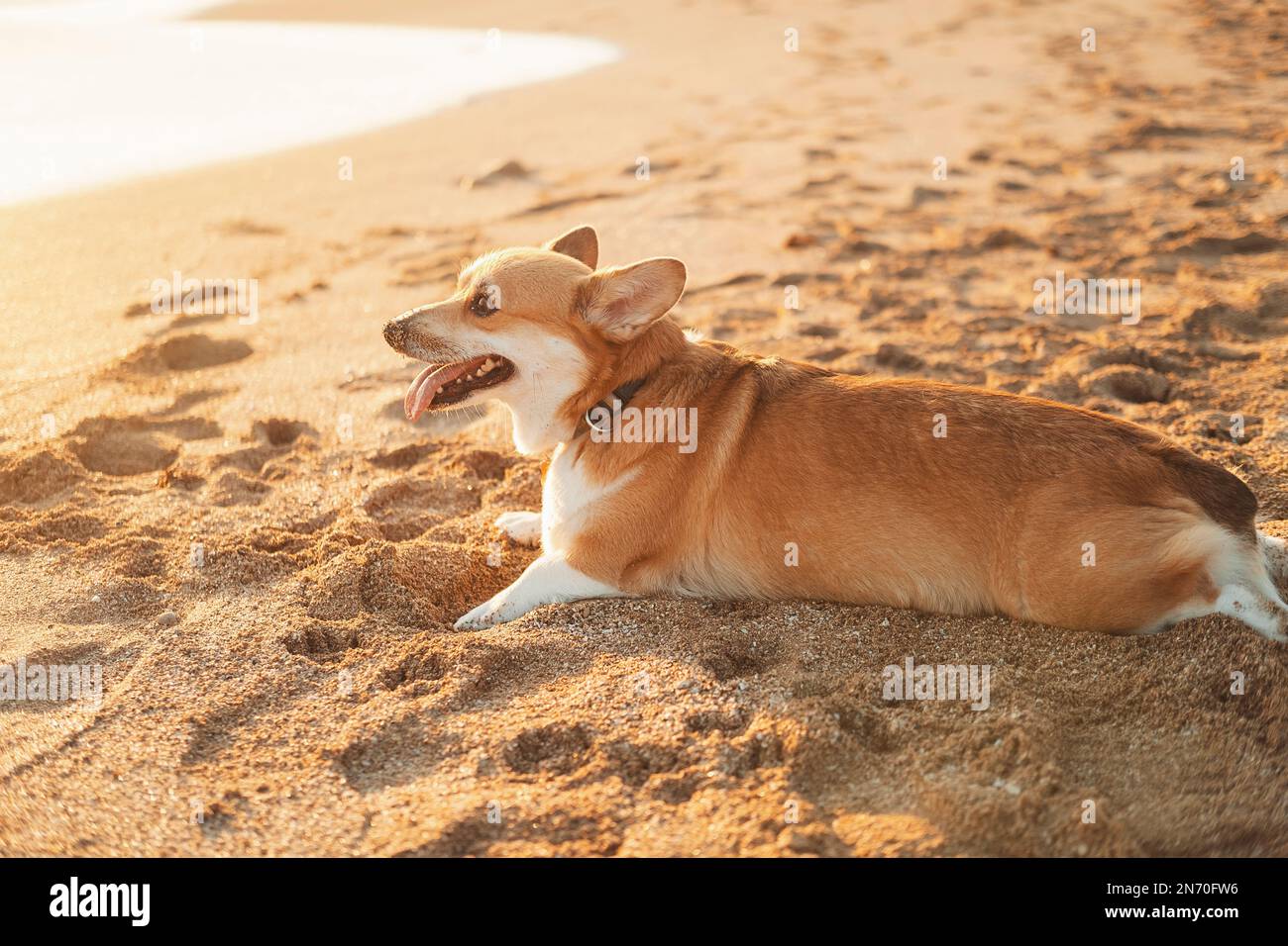 Dog lies on beach near hi-res stock photography and images - Alamy