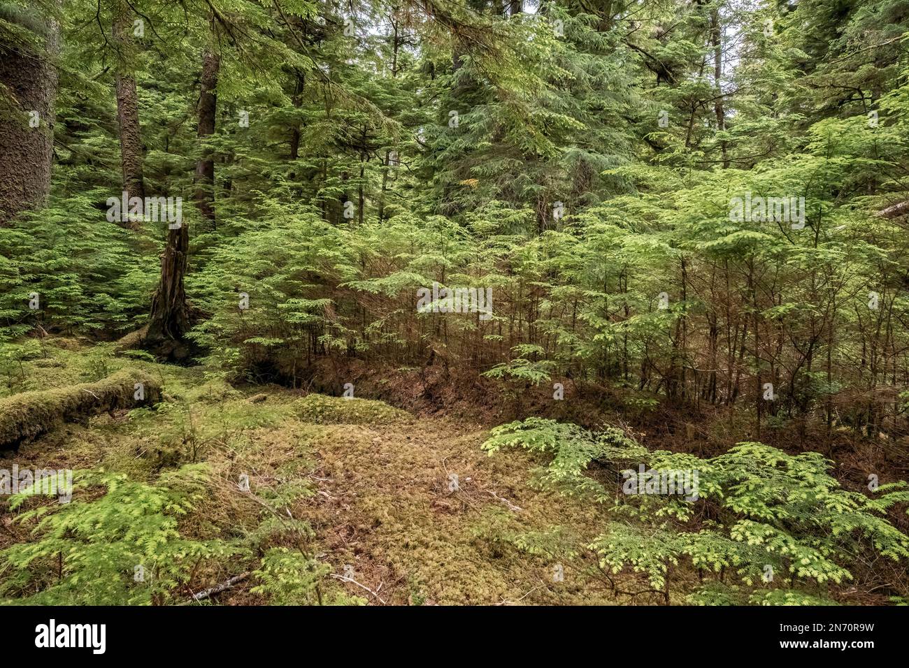 Hemlock log hi-res stock photography and images - Alamy