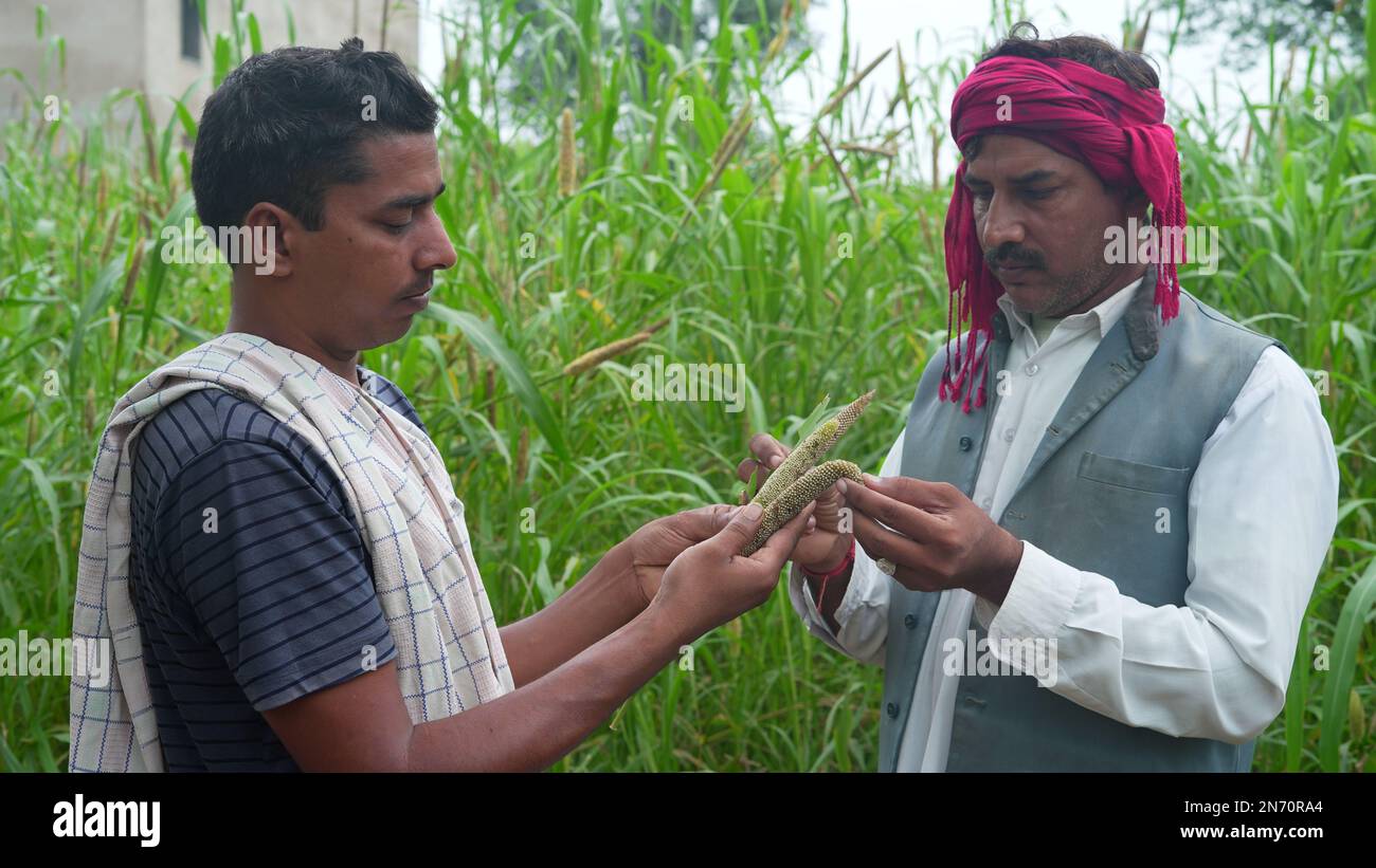 farmers talking on millet or sorghum field. workers inspecting plant on ...