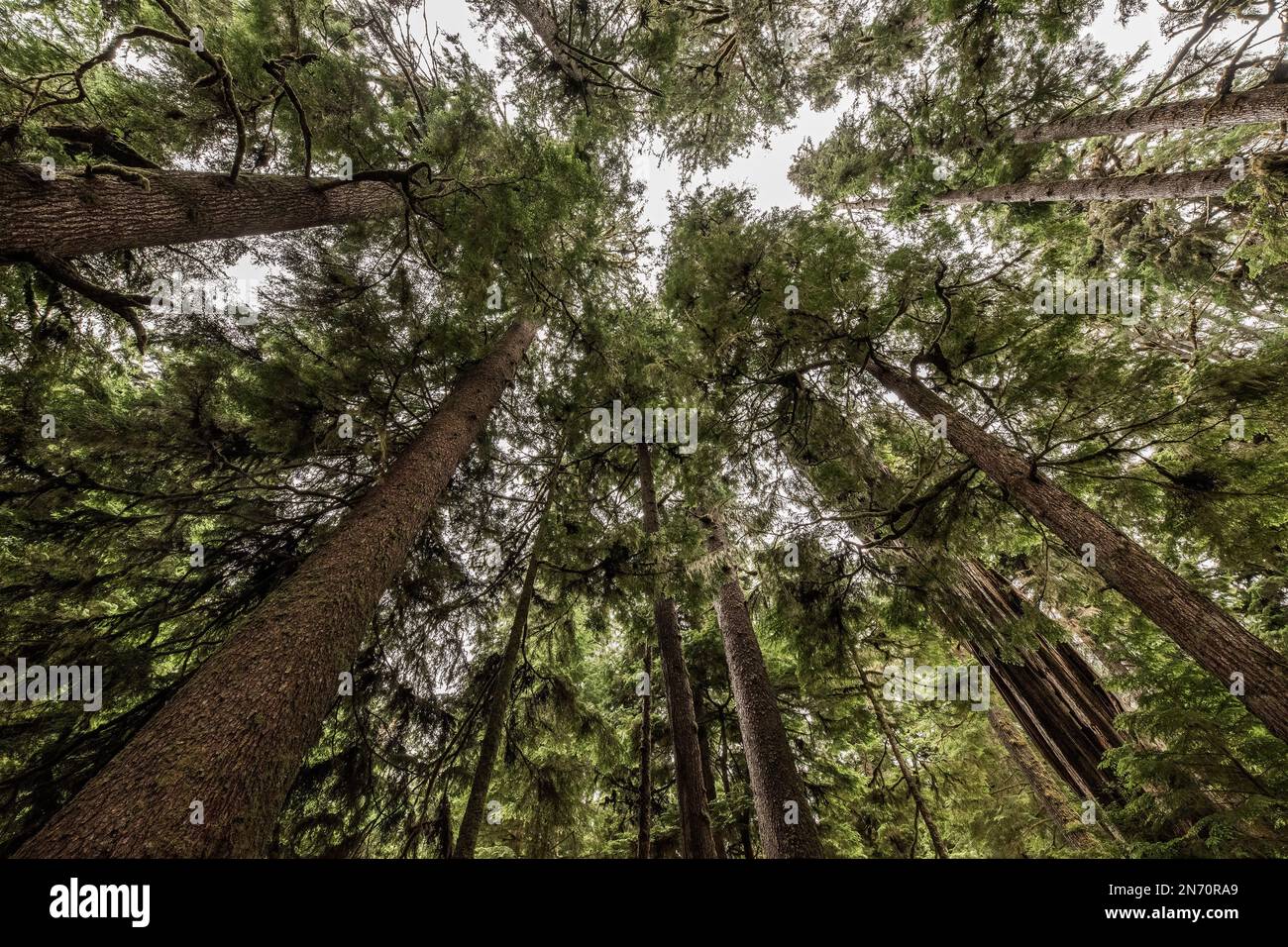 Looking up at the old-growth tree tops Western hemlock, Western red ...