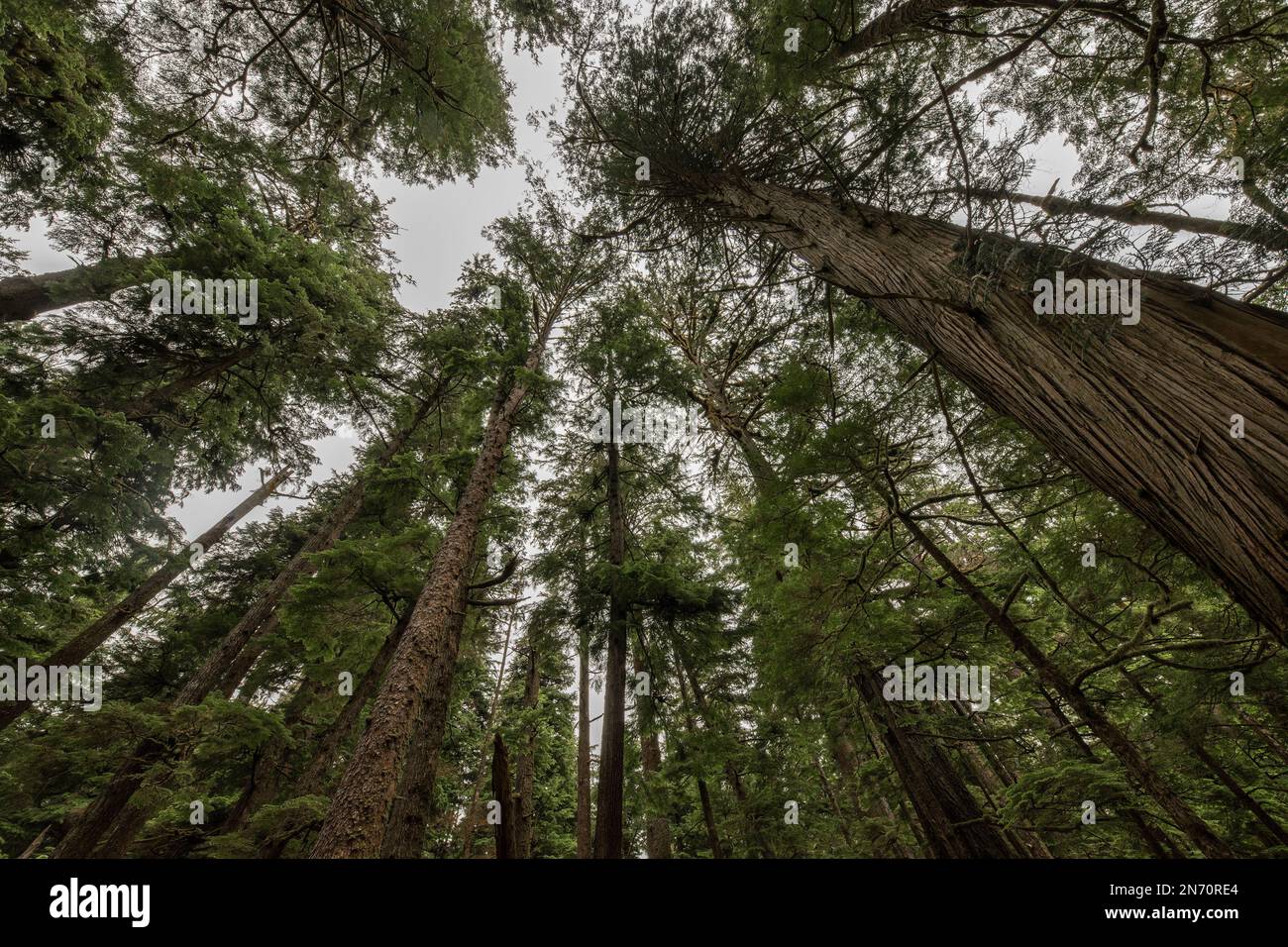 Old-growth tree tops Western hemlock, Western red cedar and Sitka ...