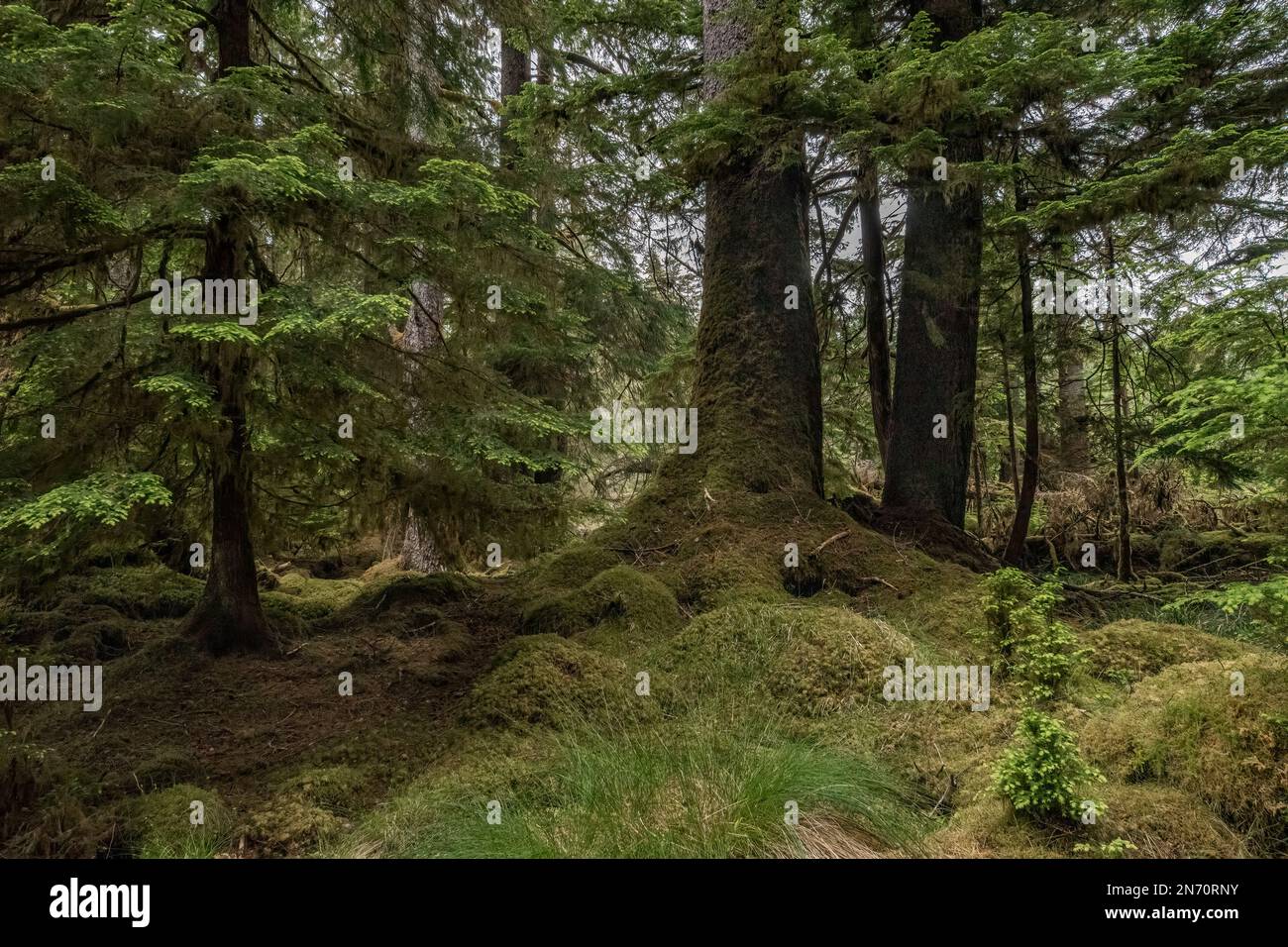 Old-growth western hemlock, red cedar and Sitka spruce, along Windy Bay ...