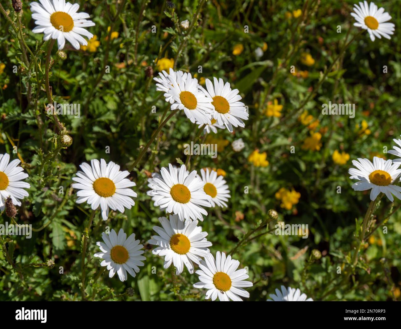 A beautiful scene of nature with blooming Chamomile. Chamomile Spring ...