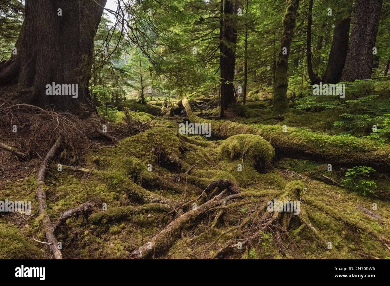 Old-growth western hemlock, red cedar and Sitka spruce, heavily browed ...