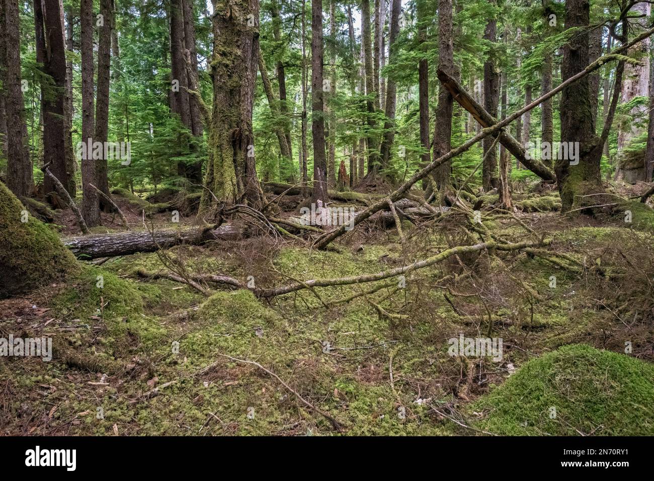 Forest, mosses and deer-browsed understory, Hlk'yah Llnagaay, Windy Bay ...