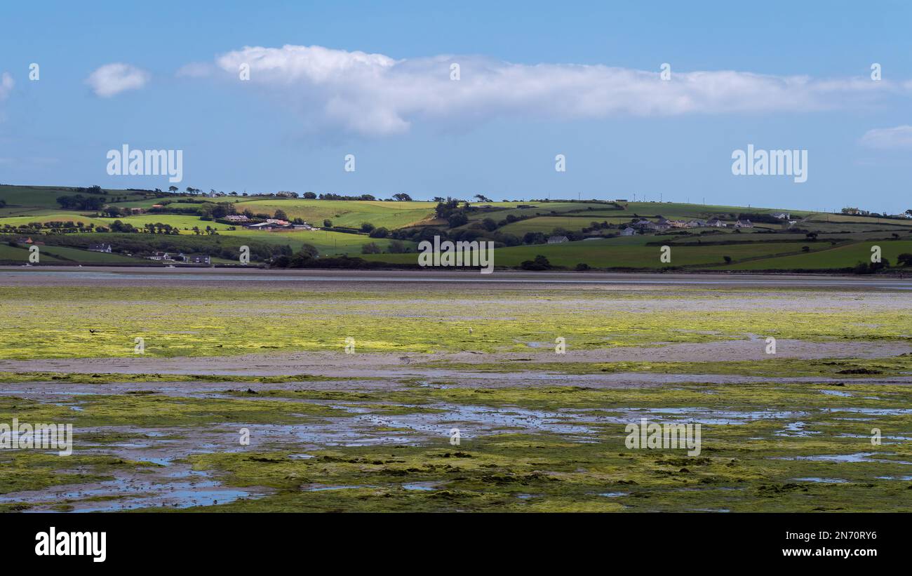 Open seabed after low tide, swampy area. Green hill, landscape. White ...