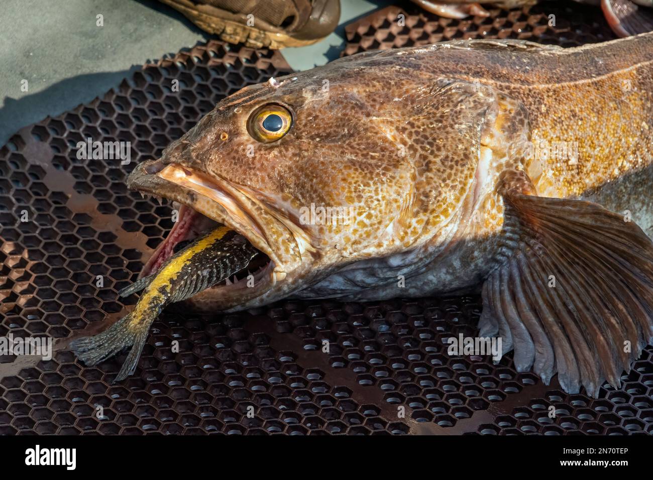 Large lingcod (Ophiodon elongatus) caught with a China rockfish ...
