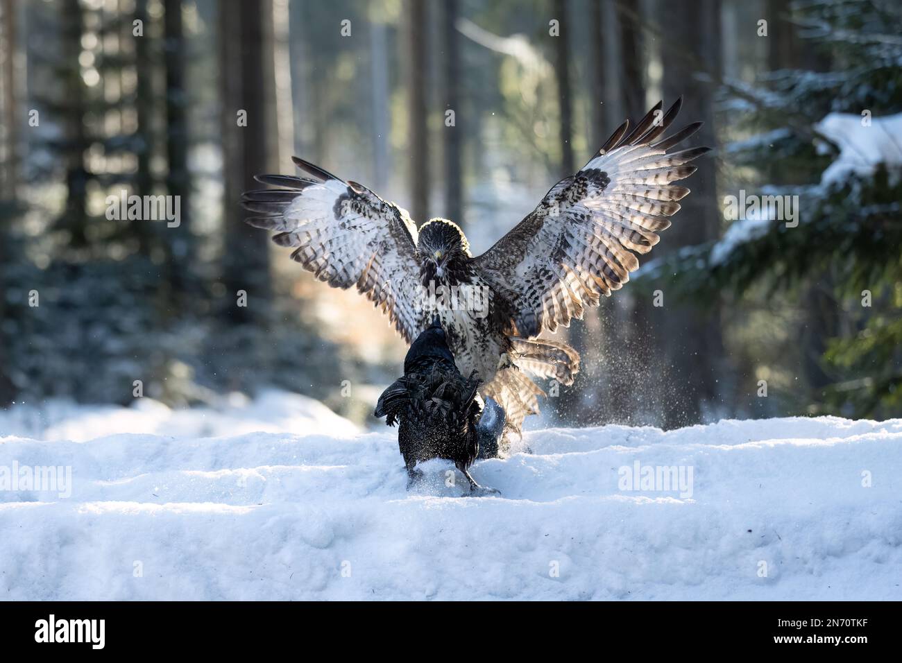 For life and death. Buzzard and Raven fight Stock Photo - Alamy